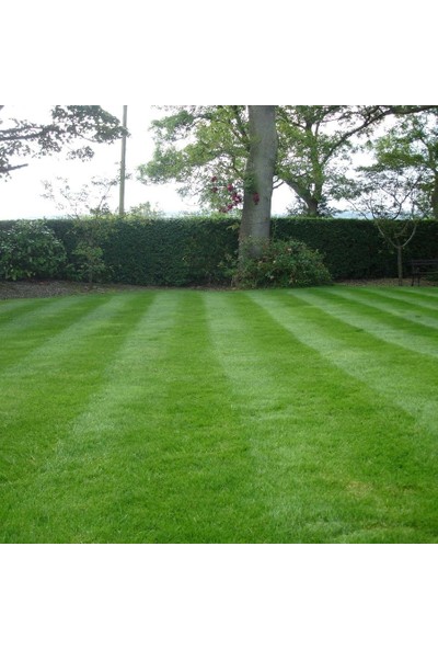 İNTFA Cold Mix Grass Çim Tohumu - 10 kg