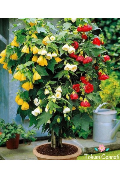 Tohum Dünyam Karışık Renkli Abutilon Çiçeği Tohumu (10 Tohum)