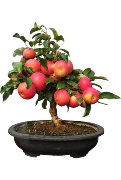 Erva Tohum Elma Bonzai Ağacı Tohumu 3'lü Erva Tohum Elma Bonzai Ağacı Tohumu 3'lü