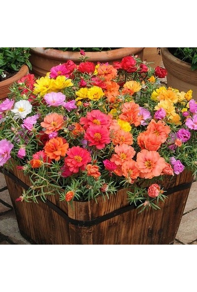 Portulaca Çiçeği Tohumu 5 Tohum Çiçek Tohumu Saksı Toprak Kombin