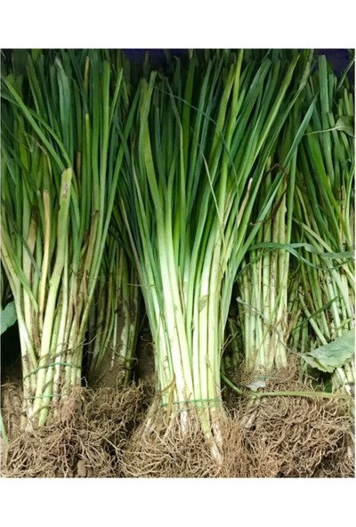 Uzay Pırasa Fidesi 20 Adet