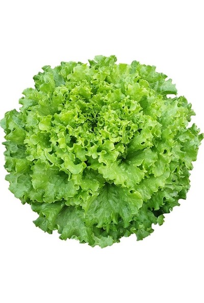 Uzay Kıvırcık Marul Fidesi 10 Adet