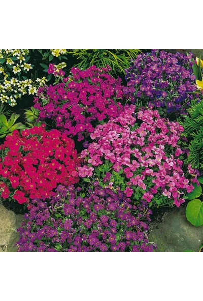 Fidanistanbul Obrizya Çiçeği Karışık Renk Çiçek Tohumu +-100 Adet