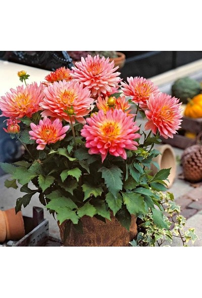 Boothas Yıldız Çiçeği Tohum 15 Adet + Torf + Saksı - Set Boothas Yıldız Çiçeği Tohum 15 Adet + Torf + Saksı - Set