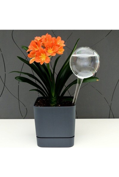 Mirkuka Saksı Sulama Aparatı Kendinden Hazneli 2 Adet Saksı Suluğu Mirkuka Saksı Sulama Aparatı Kendinden Hazneli 2 Adet Saksı Suluğu