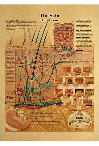 Caph Design Deri Anatomisi Vintage Kraft Poster - 33X48CM Caph Design Deri Anatomisi Vintage Kraft Poster - 33X48CM