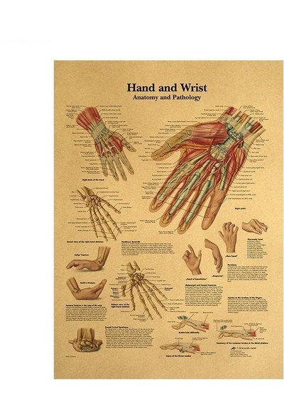 Caph Design El ve Bilek Anatomisi Vintage Kraft Poster - 33X48CM Caph Design El ve Bilek Anatomisi Vintage Kraft Poster - 33X48CM