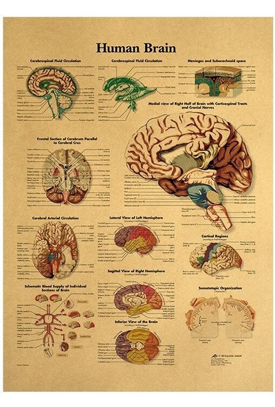 Caph Design Insan Beyni Anatomisi Vintage Kraft Poster - 33X48CM Caph Design Insan Beyni Anatomisi Vintage Kraft Poster - 33X48CM