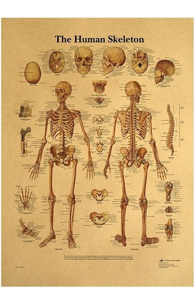 Caph Design Insan Iskeleti Anatomisi Vintage Kraft Poster - 33X48CM Caph Design Insan Iskeleti Anatomisi Vintage Kraft Poster - 33X48CM