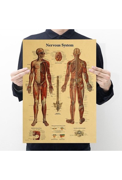 Caph Design Sinir Sistemi Anatomisi Vintage Kraft Poster - 33X48CM Caph Design Sinir Sistemi Anatomisi Vintage Kraft Poster - 33X48CM