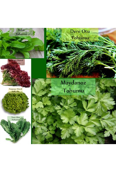 Zencefil Organik Roka Tohumu Maydanoz Tohumu Dere Otu Tohumu Arapsaçı Marul Zencefil Organik Tere Tohumu Kırmızı Marul Tohumu 6'lı Paket Zencefil Organik Roka Tohumu Maydanoz Tohumu Dere Otu Tohumu Arapsaçı Marul Zencefil Organik Tere Tohumu Kırmızı Marul Tohumu 6'lı Paket