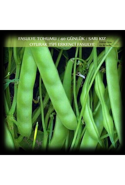 Sarı Kız 40 Günlük Fasülye Tohumu 100 Gr. (350+ Adet) Erkenci Oturak Fasulye Tohumu Fslye Sarı Kız 40 Günlük Fasülye Tohumu 100 Gr. (350+ Adet) Erkenci Oturak Fasulye Tohumu Fslye