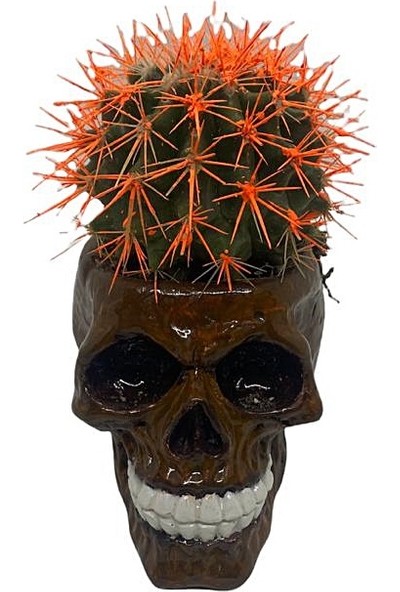 Bursa Çiçek Al Kaktüs1003