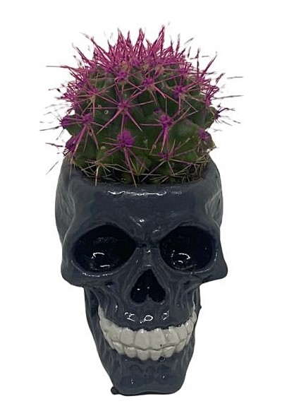 Bursa Çiçek Al Kaktüs1007