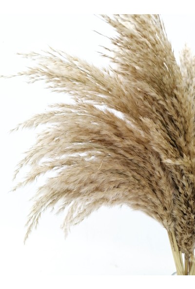 Pampas Otu 8'li Büyük Demet