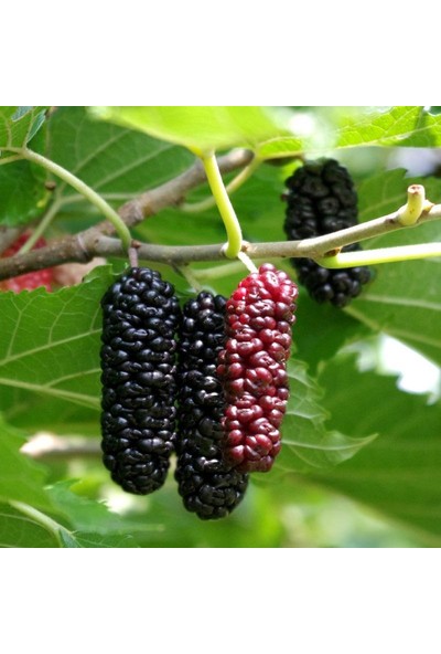 Gloria Fidancılık Tüplü Aşılı Yediveren Avustralya (Iri) Dut Fidanı Gloria Fidancılık Tüplü Aşılı Yediveren Avustralya (Iri) Dut Fidanı
