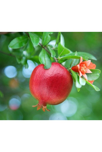 Gloria Fidancılık 2 Yaş Tatlı Nar Fidanı 90-110 Cm Gloria Fidancılık 2 Yaş Tatlı Nar Fidanı 90-110 Cm
