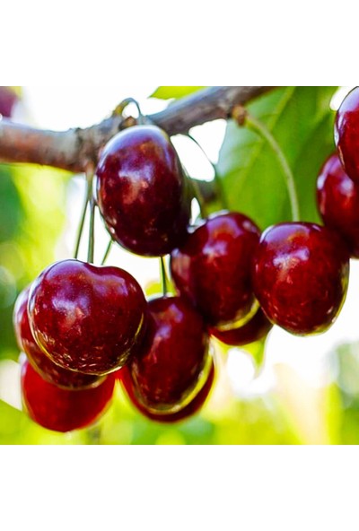 Gloria Fidancılık Tüplü Kütahya Vişne Fidanı 2 Yaş 90-110 Cm Boy