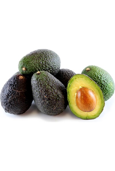 Gloria Fidancılık Aşılı Tüplü Hass Black Avokado 2 Yaş Boy 80-110 Cm Gloria Fidancılık Aşılı Tüplü Hass Black Avokado 2 Yaş Boy 80-110 Cm
