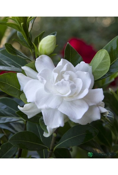 Gloria Fidancılık Kokulu Gardenya Çiçeği (Büyük Saksıda)