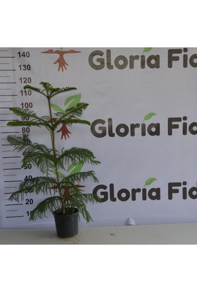 Gloria Fidancılık Saksıda Aracoriya(Arakorya) Salon Çamı 90-110 Cm Gloria Fidancılık Saksıda Aracoriya(Arakorya) Salon Çamı 90-110 Cm