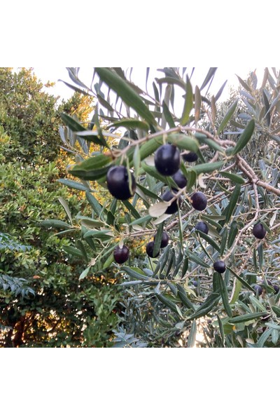 Gloria Fidancılık Saksıda Yarı Bodur 7-10 Kutur Gemlik Zeytin Fidanı 4-5 Yaş 50-70 Cm Boy Gloria Fidancılık Saksıda Yarı Bodur 7-10 Kutur Gemlik Zeytin Fidanı 4-5 Yaş 50-70 Cm Boy