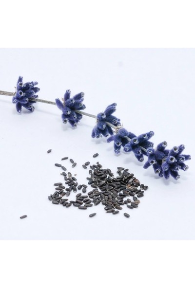 Tıbbi Lavanta Tohumu 50 Adet (Lavandula Angistafolia) Tıbbi Lavanta Tohumu 50 Adet (Lavandula Angistafolia)