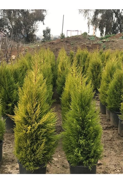 Kervan Botanik Limoni Servi 100-120 Cm