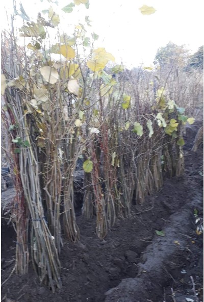 Çilek Park Yedi̇veren Ahududu Fi̇dani