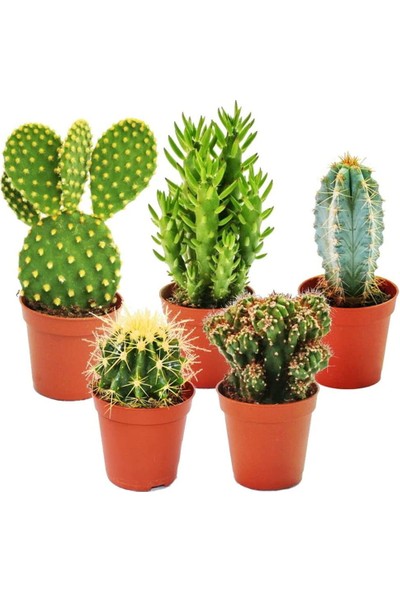 Egzotik Bahçe Egzotikbahçe 5'Li Kaktüs Set - Özel Kaktüs Çeşitleri Egzotik Bahçe Egzotikbahçe 5'Li Kaktüs Set - Özel Kaktüs Çeşitleri