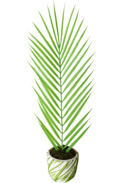 Hediye Vitrini Yeşil Otantik Beton Saksı Da Açık Yeşil Palmiye Yaprağı Tek Dal 40CM Hediye Vitrini Yeşil Otantik Beton Saksı Da Açık Yeşil Palmiye Yaprağı Tek Dal 40CM