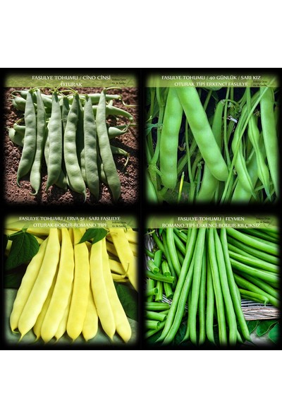 Zencefil Organik No8 4'lü Karma Fasülye Tohumları Toplamda 1kg. Fasulye Tohumu (250'ŞER gr Cino Sarı Kız Feymen Erva) Zencefil Organik No8 4'lü Karma Fasülye Tohumları Toplamda 1kg. Fasulye Tohumu (250'ŞER gr Cino Sarı Kız Feymen Erva)