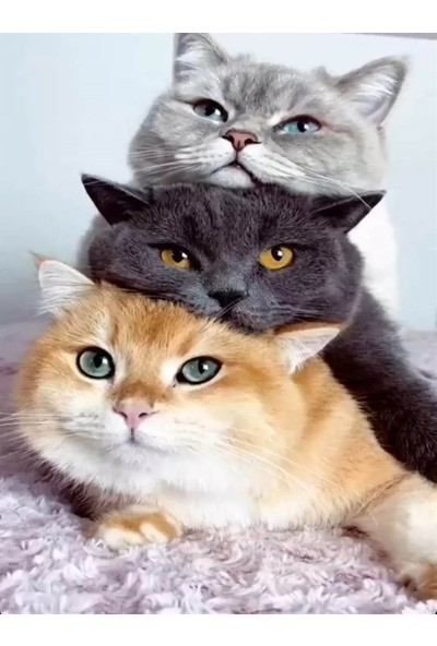 Womb Hobby Kedi Tayfası Sayılarla Boyama Seti 40X50 cm Tuvale Gerili