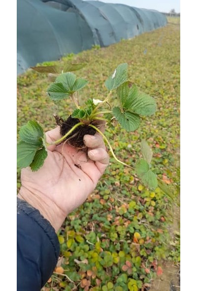 Çilek Park 10 Adet Tüplü Çilek Fidesi