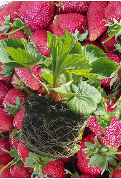 Çilek Park Tüplü 1 Viyol ( 45 ) Çi̇lek Fi̇desi̇ Çilek Park Tüplü 1 Viyol ( 45 ) Çi̇lek Fi̇desi̇