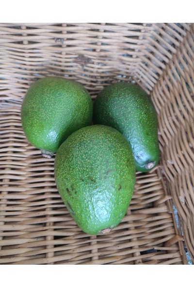 Akdeniz Toprağı Avokado Xl 3 Adet