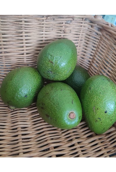 Akdeniz Toprağı Avokado Xl 5 Adet