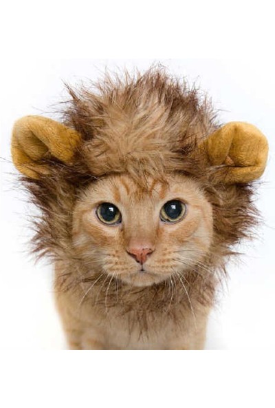 En Uygun Ürün Kedi Aslan Yelesi Peruk