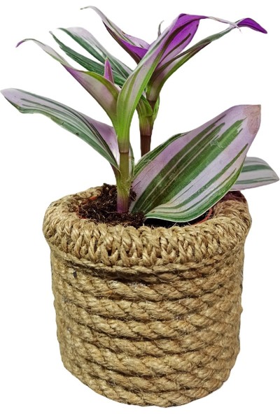 Bitki Fidanım Tradescantia Nanouk Telgraf Çiçeği Hası Saksıda 15-20CM Bitki Fidanım Tradescantia Nanouk Telgraf Çiçeği Hası Saksıda 15-20CM