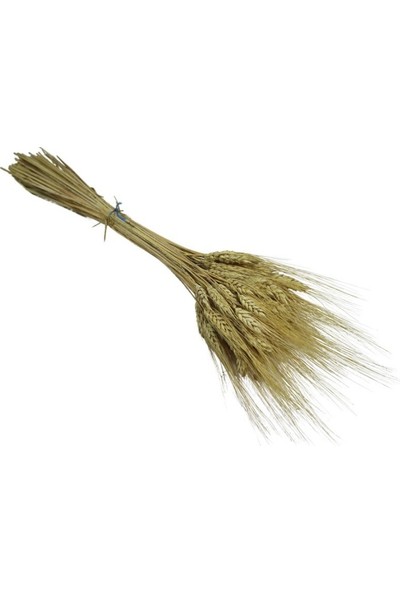 Kimyacınız Kuru Çiçek Krem Başak Buğdayı Buketi Kimyacınız Kuru Çiçek Krem Başak Buğdayı Buketi