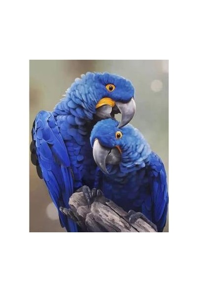 Anasons Papağan Boyama Seti Kasnaklı 70 x 90 cm PS2030 Anasons Papağan Boyama Seti Kasnaklı 70 x 90 cm PS2030