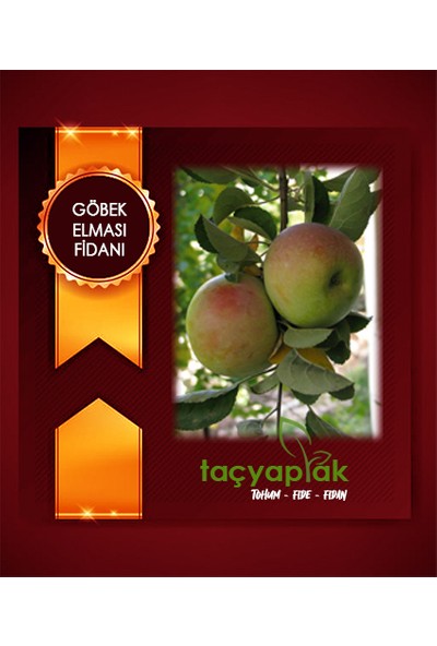 Taçyaprak Gümüşhane Göbek Elma Fidanı