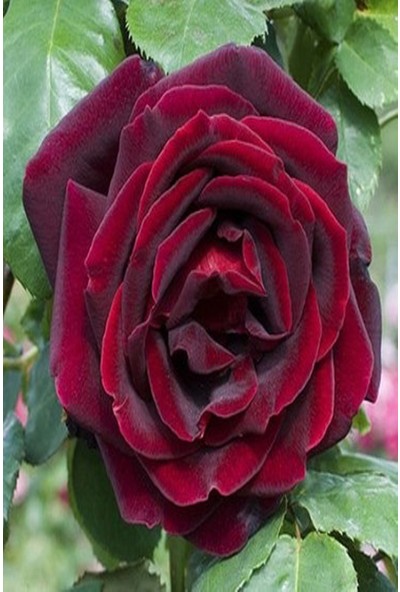 Sarı Tarım 1 Adet Gül Fidanı Kadife Kırmızı Açık Kök Kokuku Yediveren