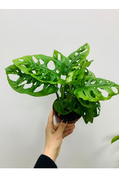Bi Kaktüs Dünyası Monkey Monstera Bi Kaktüs Dünyası Monkey Monstera