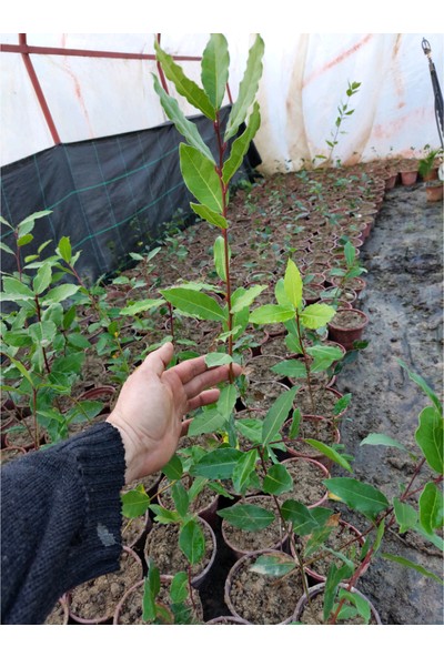 Yavuz Fidancılık Yavuz Fidancılık Defne Fidanı