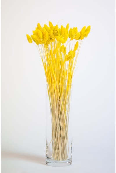 Kuru Çiçek Palaris Kuş Otu Sarı Uzunluk 45CM 55 Sap Kuru Çiçek Palaris Kuş Otu Sarı Uzunluk 45CM 55 Sap