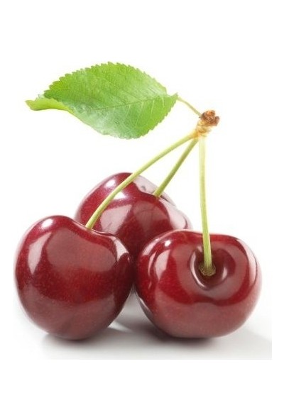 Karadeniz Fidancılık Kütahya Vişne Tüplü Aşılı Meyve Fidanı