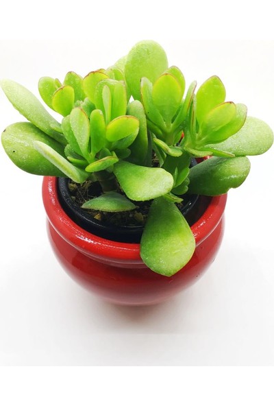 Crassula Ovata, Şans Para Ağacı, Seramik Saksıda Crassula Ovata, Şans Para Ağacı, Seramik Saksıda