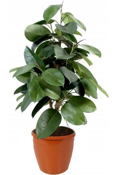 Karadeniz Fidancılık Kauçuk Çiçeği / Ficus Çiçeği 60x120 cm Karadeniz Fidancılık Kauçuk Çiçeği / Ficus Çiçeği 60x120 cm