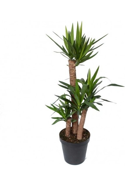 Karadeniz Fidancılık Yuka Çiçeği ( Yucca ) Üçlü 100x160 cm Karadeniz Fidancılık Yuka Çiçeği ( Yucca ) Üçlü 100x160 cm